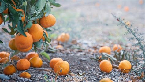 Pgr For Controlling Pre Harvest Fruit Drop And Improving Quality Of