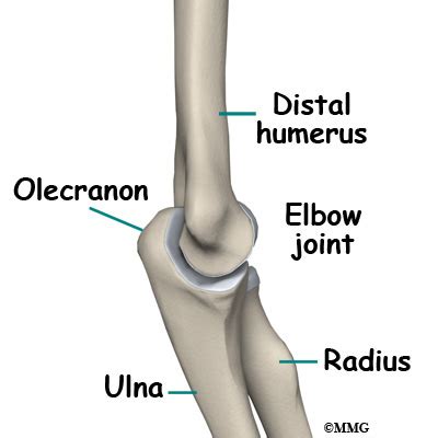 Olecranon Process Ulna