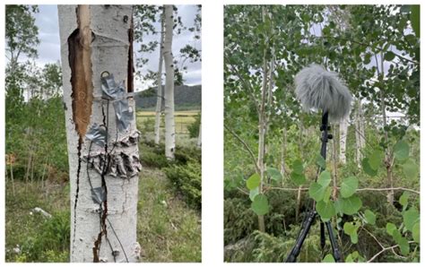 Listen To The Sound Of Pando A Tree As Large As An Entire Forest
