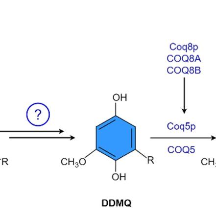 CoQ Biosynthesis Pathway In Eukaryotic And HB Analogs Unidentified Download Scientific