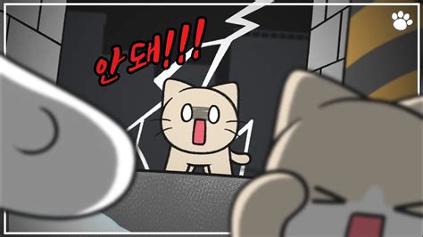 고양이 구조 함부로 하면 안 되는 이유 2가지 Youtube