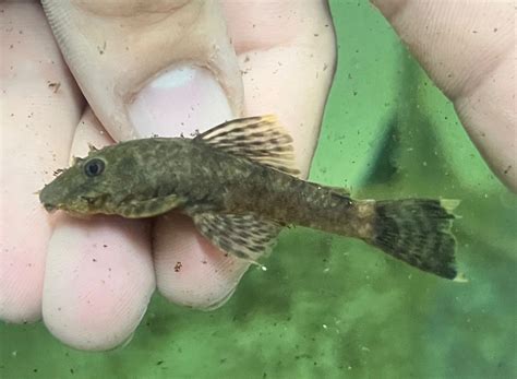 Cucha Xenocara Negra Ancistrus Spp Ornamentales Pedraza