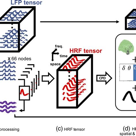 general workflow for empirical data a concatenated eeg data