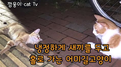 냉정하게 새끼를 두고 홀로 가는 어미길고양이 Youtube