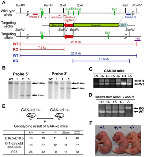 A Schematic Representation Of The Wild Type Mouse Gak Locus Top