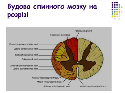 Будова та розвиток нервової системи Спинний мозок презентация онлайн
