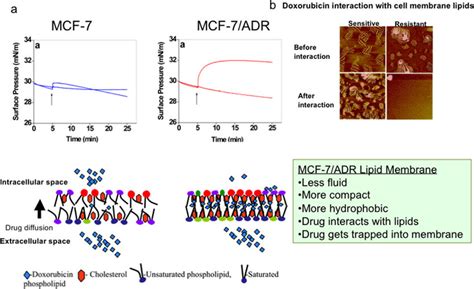 Biophysics Of Resistant And Sensitive Cell Membrane Lipids Interaction