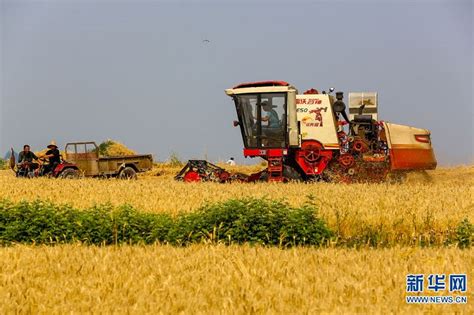 Chinas Annual Grain Output Up Over 500 Bln Kg In 70 Years
