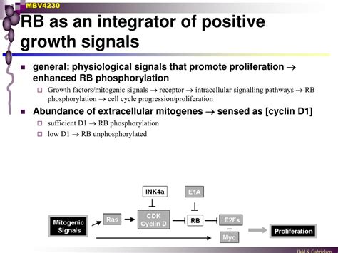 Ppt Rb And E2fs Linking Trx With Cell Cycle Powerpoint Presentation