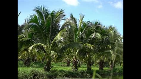 ដីចម្ការលក់នៅខេត្តព្រះវិហារ តម្លៃ4500 ទំហំ100ha To 1000ha Telegram 010826005 Youtube