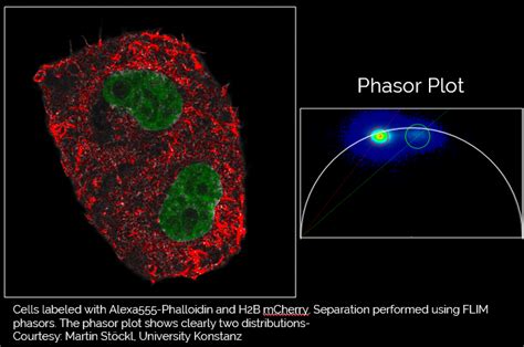 Phasor Analysis For Flim Fluorescence Lifetime Imaging Microscopy