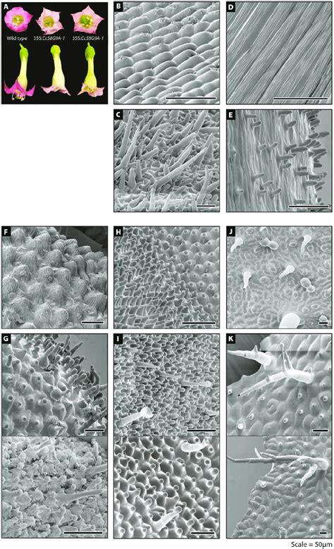 ectopic expression of ccsbg9a1 in tobacco a wild type left and