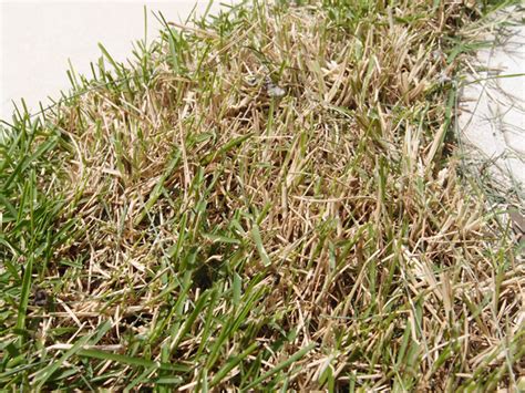 芝が軸刈りから復活するまで 新築住宅の芝生化計画