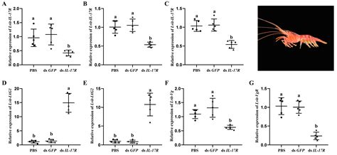 Biomolecules Free Full Text Identification Of Crustacean Female Sex