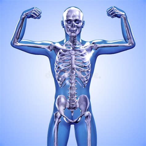 Anatomía Del Cuerpo Masculino 3d Stock de ilustración Ilustración de sano sistema 68431427