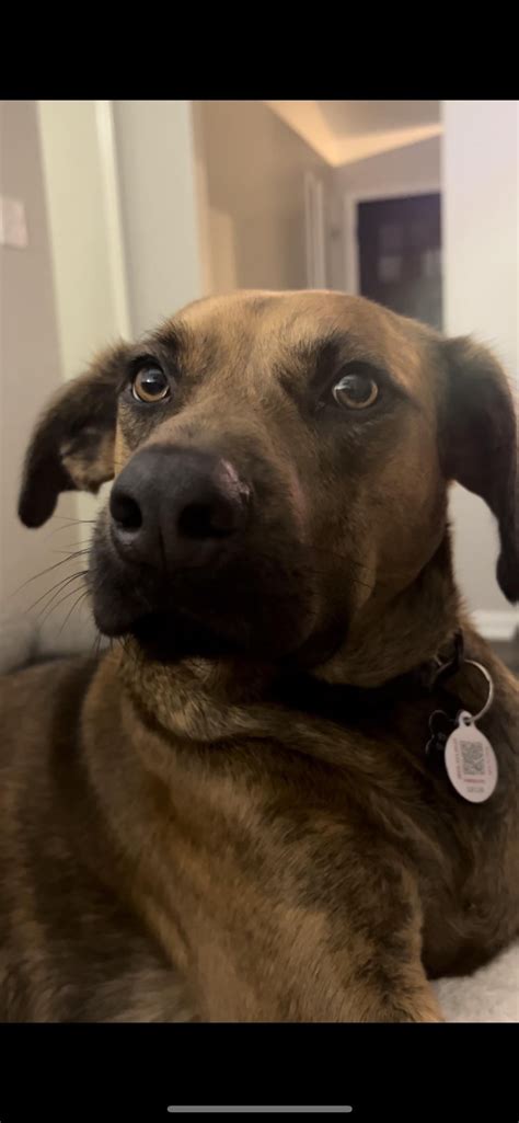 My Dobby Eared Buddy Rharrypotter