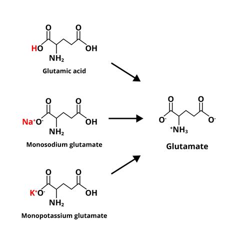 Glutamic Acid Vs Glutamate
