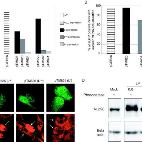 The Leader Promotes Nuclear Retention Of Cellular Polya Rna And