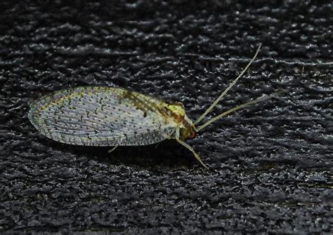 Wesmaelius Hemerobius Bugguide Net