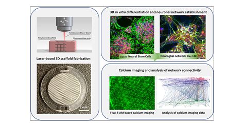 Neuron 3d Model