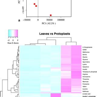 Temporal Distribution Profiles Of Metabolites During B Rapa Leaf