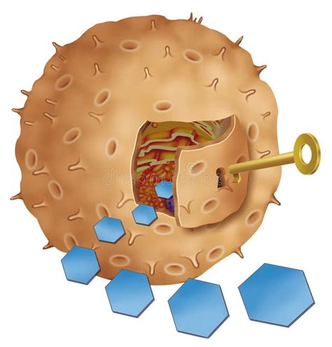 Insulin Structure Stock Illustration Illustration Of Diabetic