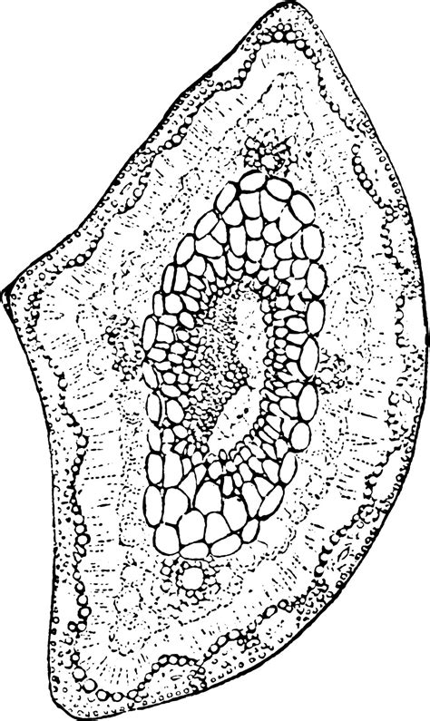 Pine Leaf Cross Section