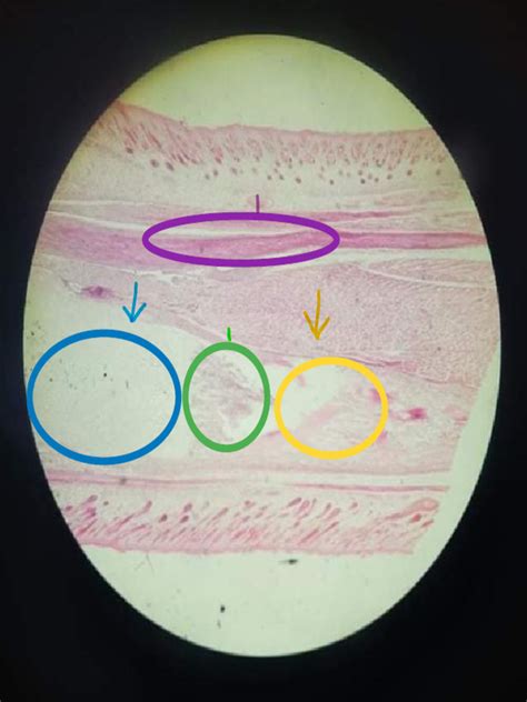 Bone Developing Cartilage Lpo Pdf