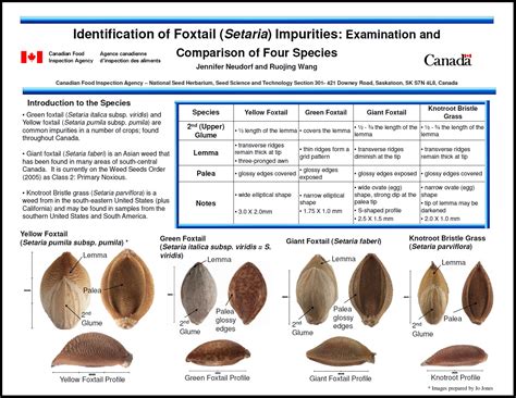 Seedling Identification Guide
