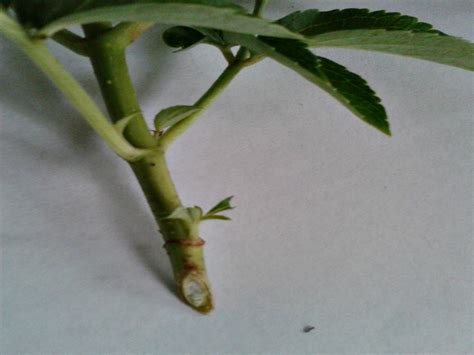 How To Grow From Cuttings