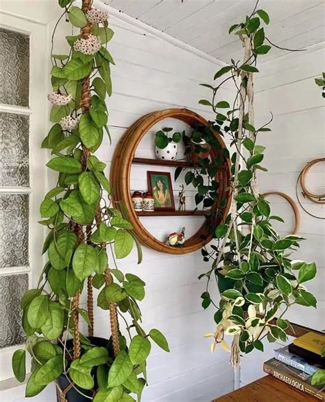 家裡養球蘭早春做好這5點開花成球清新又養眼 每日頭條
