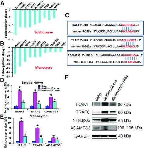 Mir 146a Treatment Reduces Inflammatory Response Via Regulating Target