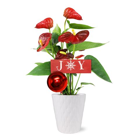 Just Add Ice 14 18 Tall Red Anthurium Live Plant In 5 White Ceramic