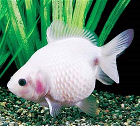ペットいっぱい 金魚図鑑 パールスケール白