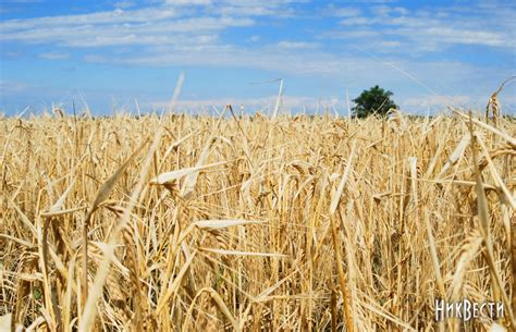 В 2023 году производство сельскохозяйственной продукции в Николаевской области выросло на 24