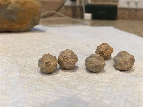 What Are These Found In Ky Creek With Crinoids R Fossils