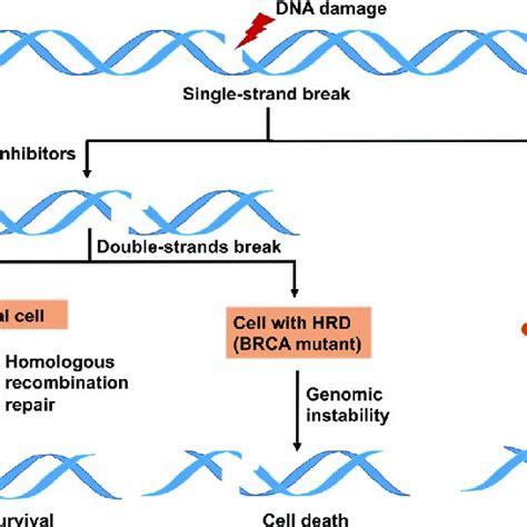 Completed Phase Ii Trials Of Antiangiogenic Agents In Gynecological