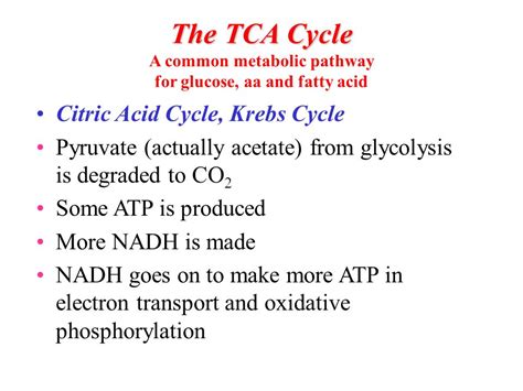 Krebs Cycle For Dummies Powerpoint