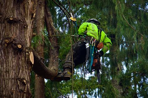 K J Tree Works Tree Service Snohomish County Washington State