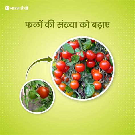 Calcium Nitrate Fertilizer Mahadhan Buy Online Offer Price