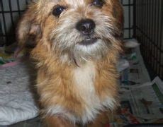 Bea Griffon Beagle X Brussels Griffon Mix Info Temperament Pictures
