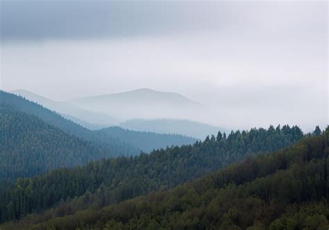 Premium Ai Image Mountain Forest Misty Mountain Landscape After Rain