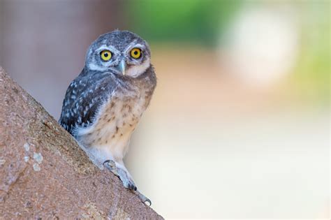발견 Owlet 병아리는 나무에는 흐림 배경으로 카메라를 보고 갈고리 발톱에 대한 스톡 사진 및 기타 이미지 갈고리 발톱