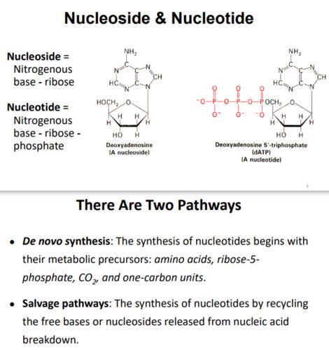 Metabolism Of Purines And Pyrimidines Flashcards Quizlet