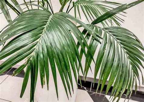 Kentia Palm Howea Forsteriana All You Need To Know