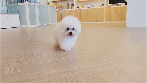 비숑교배 미니비숑루이스 내꺼에요 홍보중 Youtube