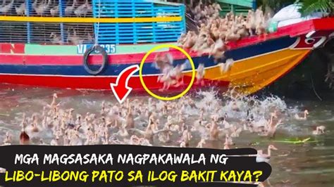 Nagpakawala Sila Ng 20 000 Na Pato Sa Ilog 10 Kakaibang Bagay Sandali