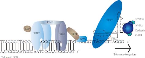 Figure 3 From The Role Of Telomerase Reverse Transcriptase Tert In Human Malignancies