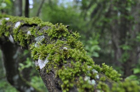 Moss On Tree Free Stock Photo By Berdnik Oleksander On Stockvault Net