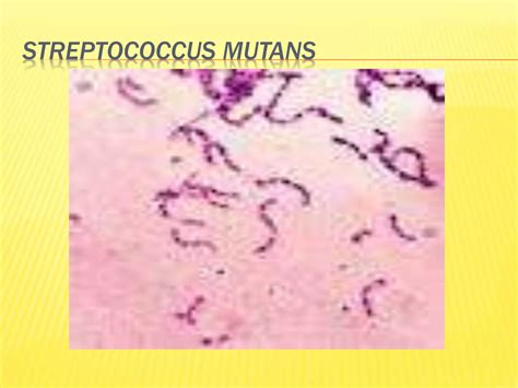 Streptococcus Pptx